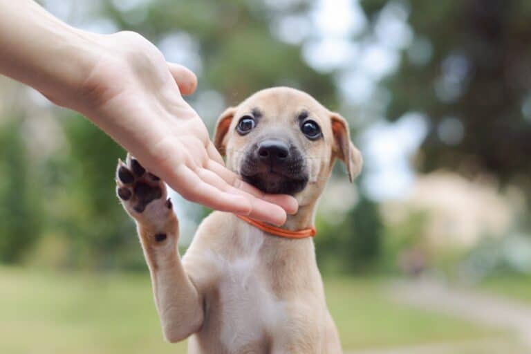 Miniature Whippet: A Complete Guide to the Mini Whippet