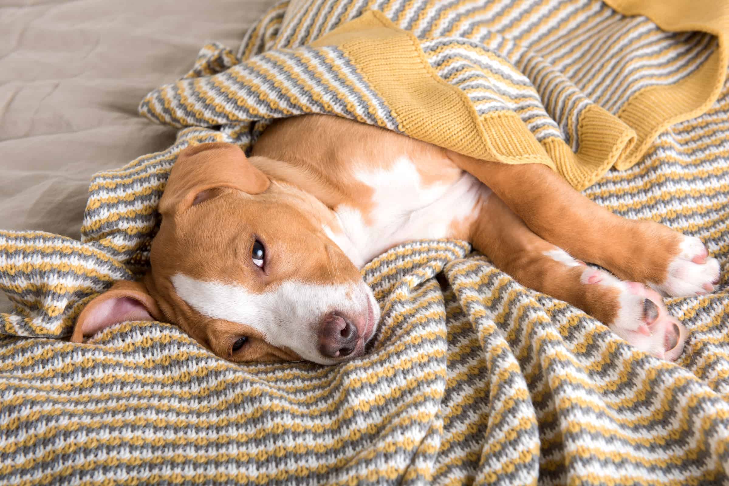 What Should a Spay Incision Look Like? - All You Need to Know