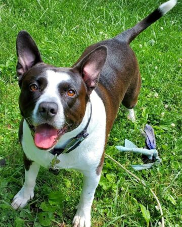 62 Pitbull Mixes That Will Make Your Day (With Pictures)