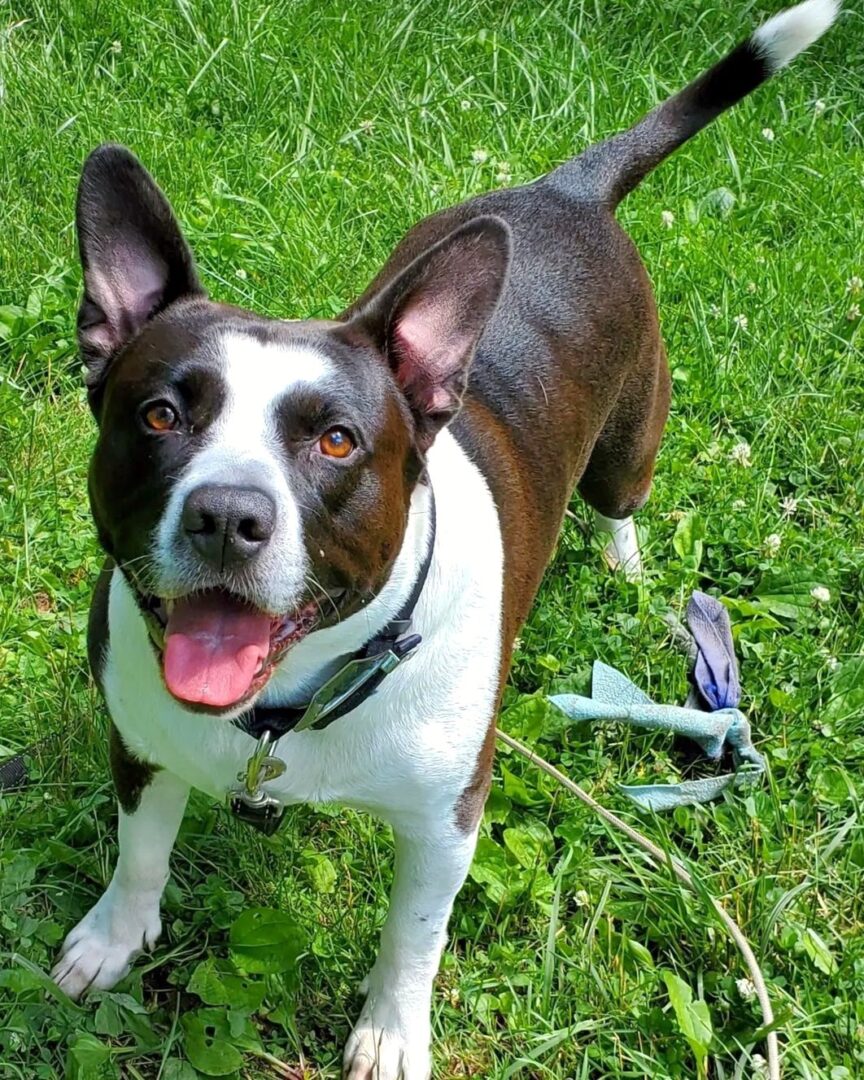 62 Pitbull Mixes That Will Make Your Day (With Pictures)