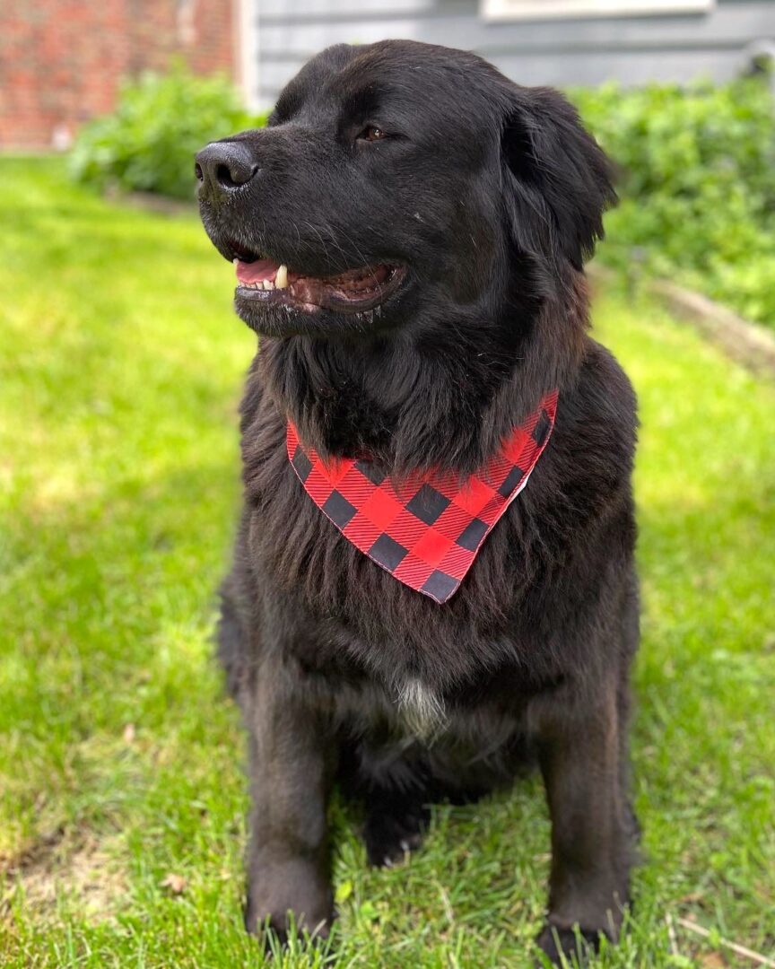 Akita Mixes: 38 Unique Akita Crossbreeds (With Pictures)