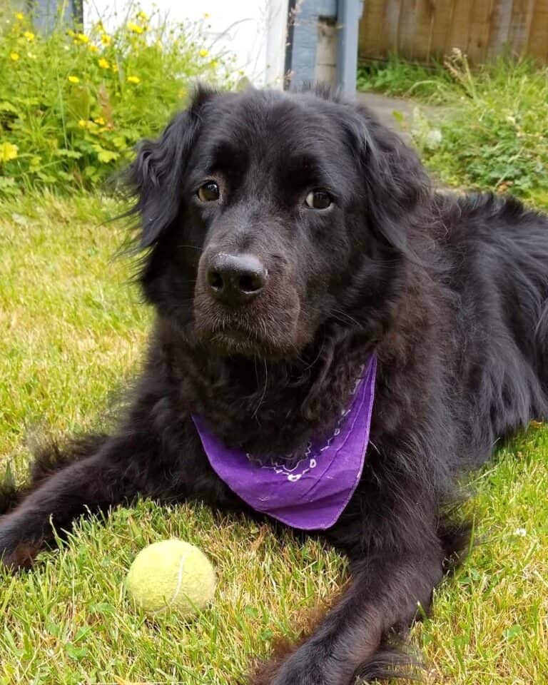 Chow Chow Mixes: 28 Different Chow Hybrids (With Pictures)