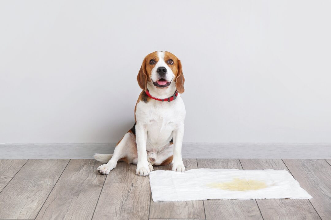 Dog Urine Color: What Does Your Dog's Urine Color Mean?