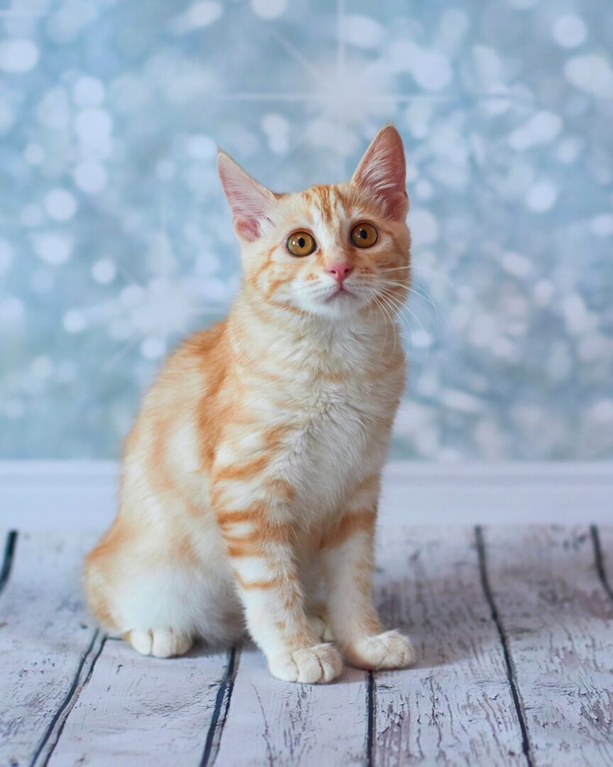 13 Orange and White Cat Breeds You'll Love (With Pictures)