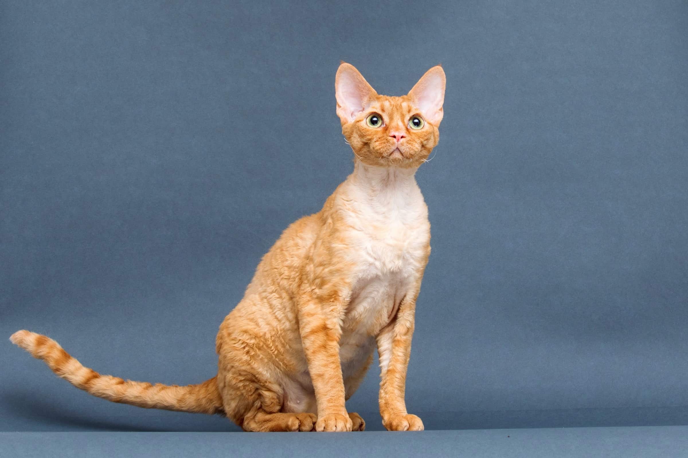 13 Orange and White Cat Breeds You'll Love (With Pictures)