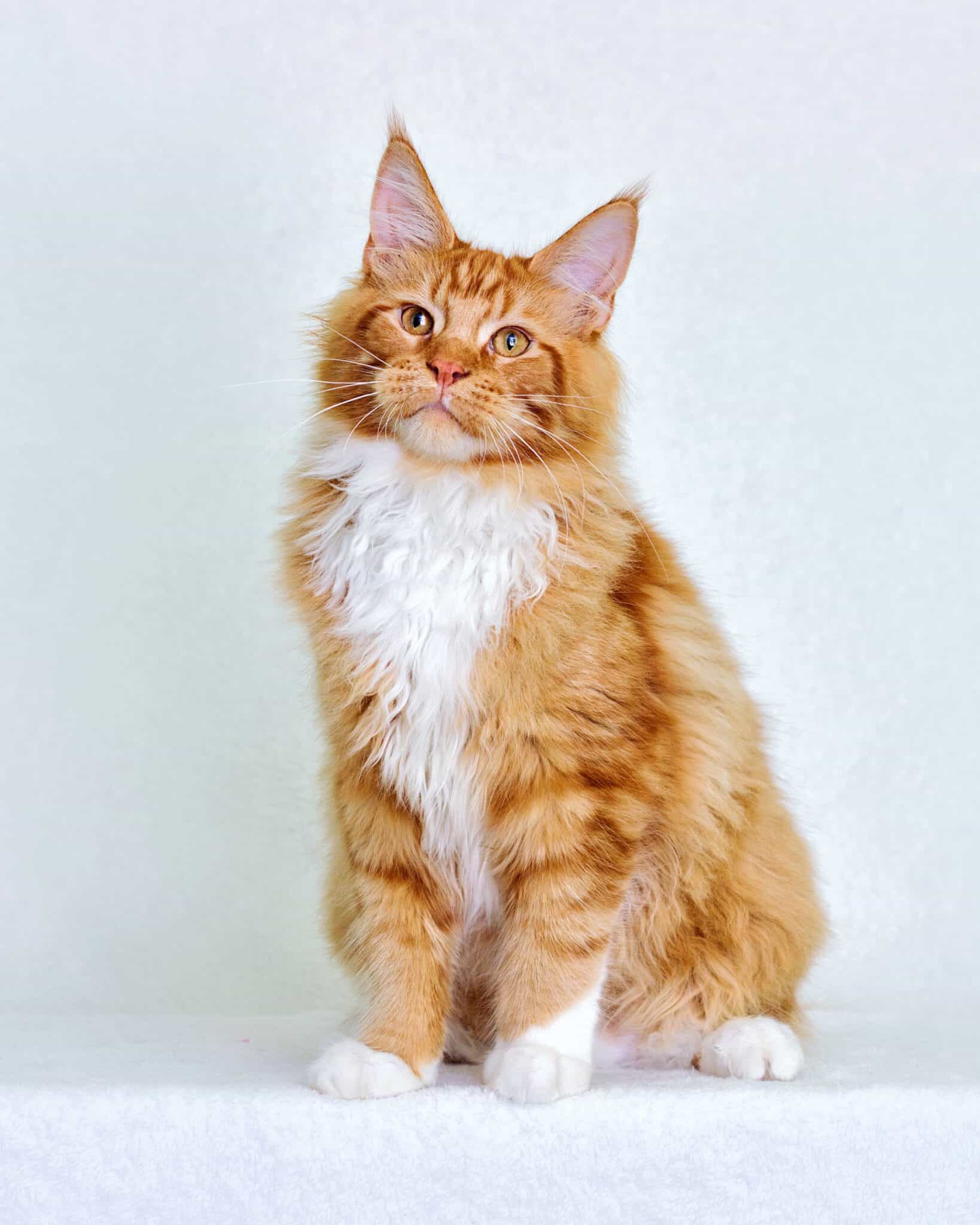 13 Orange and White Cat Breeds You'll Love (With Pictures)