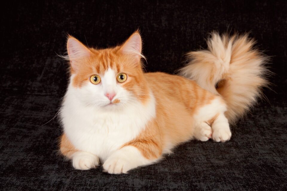 13 Orange and White Cat Breeds You'll Love (With Pictures)