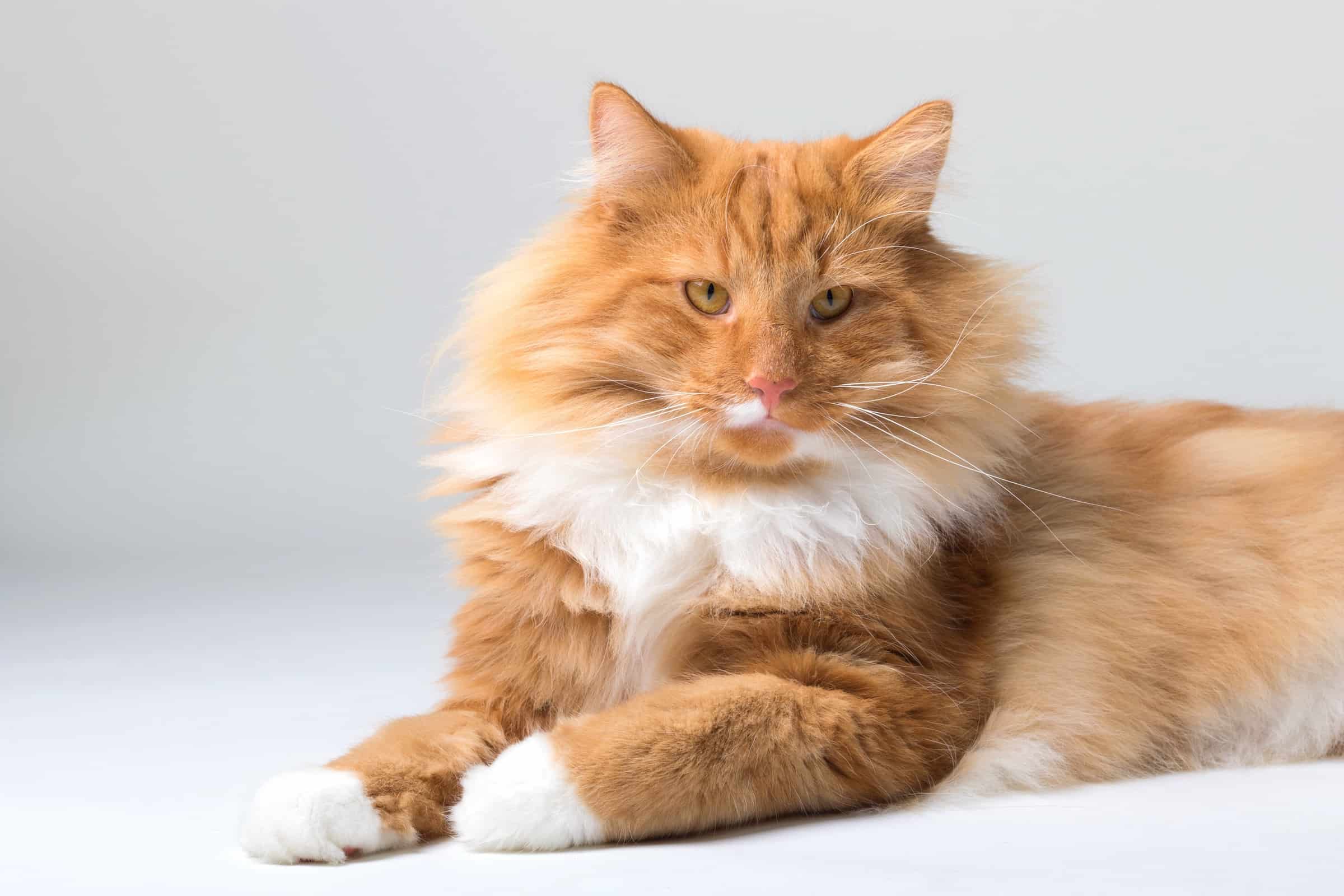 13 Orange and White Cat Breeds You'll Love (With Pictures)