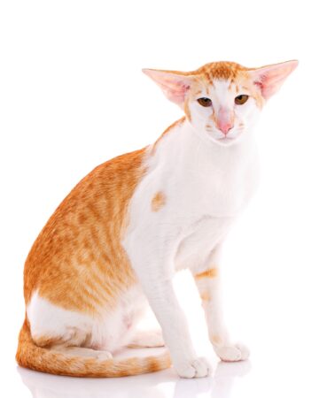 13 Orange and White Cat Breeds You'll Love (With Pictures)