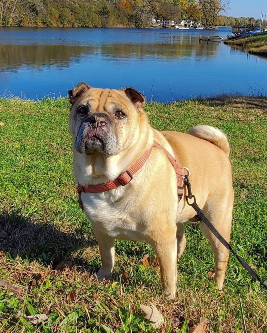 37 Interesting Shar-Pei Mixes You Must See (With Pictures)
