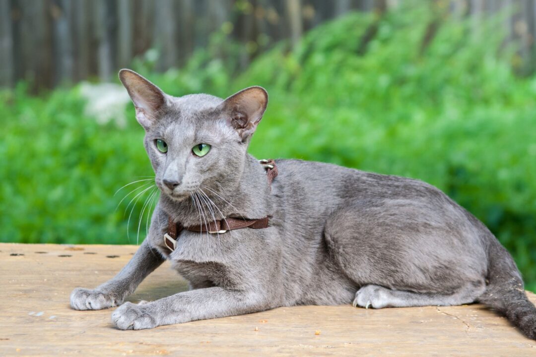 12 Awesome Cat Breeds With Big Noses (With Pictures)