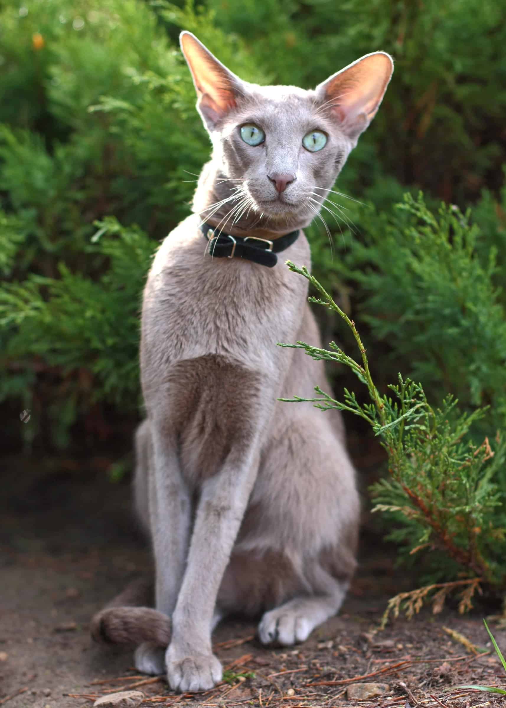 Top 13 Cat Breeds With Very Long Legs (With Pictures & Facts)
