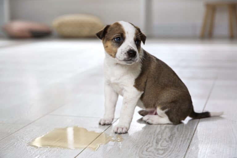 Dog Urine Color: What Does Your Dog's Urine Color Mean?