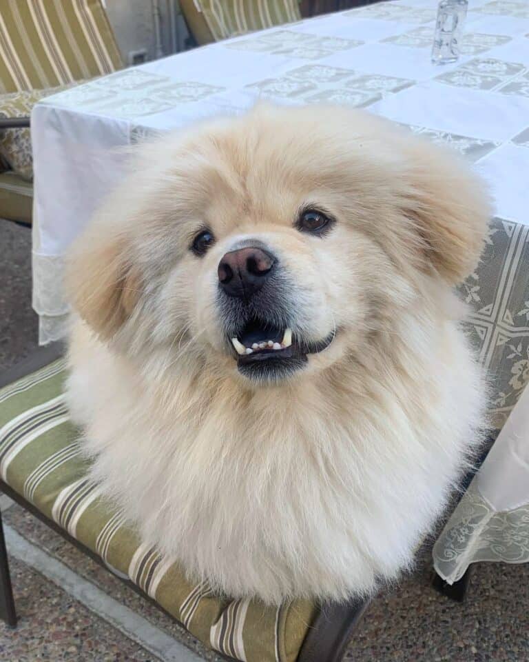 Chow Chow Mixes: 28 Different Chow Hybrids (With Pictures)