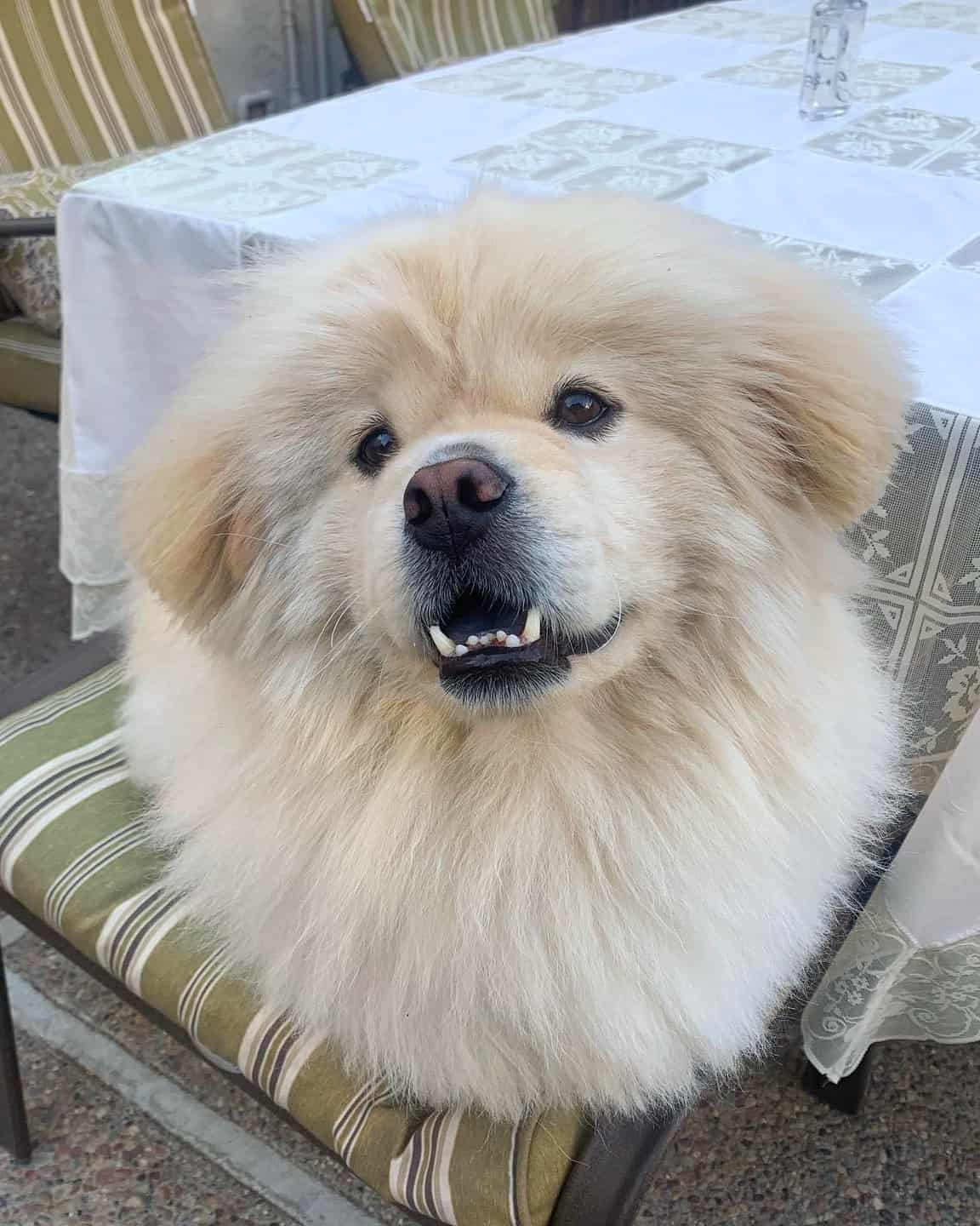 Chow Chow Mixes: 28 Different Chow Hybrids (With Pictures)