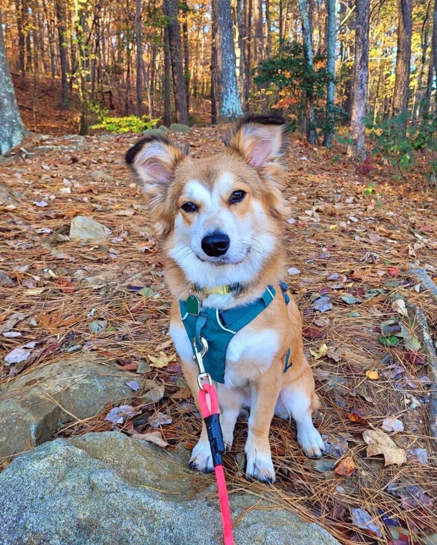 64 Cutest Corgi Mixes You'll Want to Adopt (With Pictures)