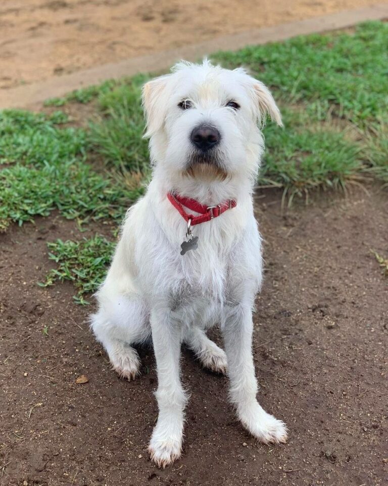 62 Pitbull Mixes That Will Make Your Day (With Pictures)