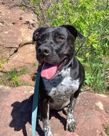 62 Pitbull Mixes That Will Make Your Day (With Pictures)