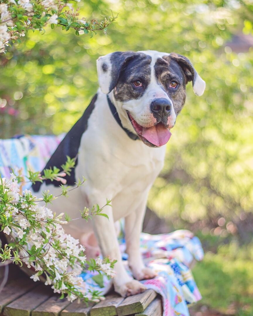 62 Pitbull Mixes That Will Make Your Day (With Pictures)
