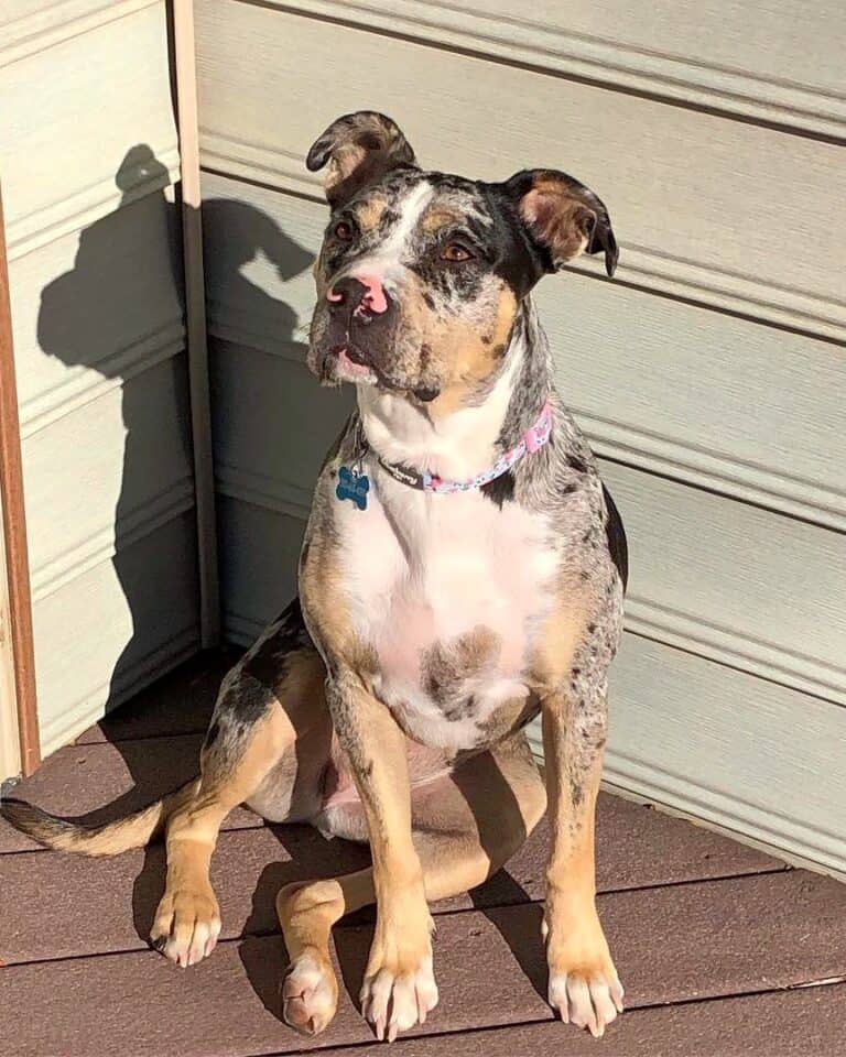 62 Pitbull Mixes That Will Make Your Day (With Pictures)