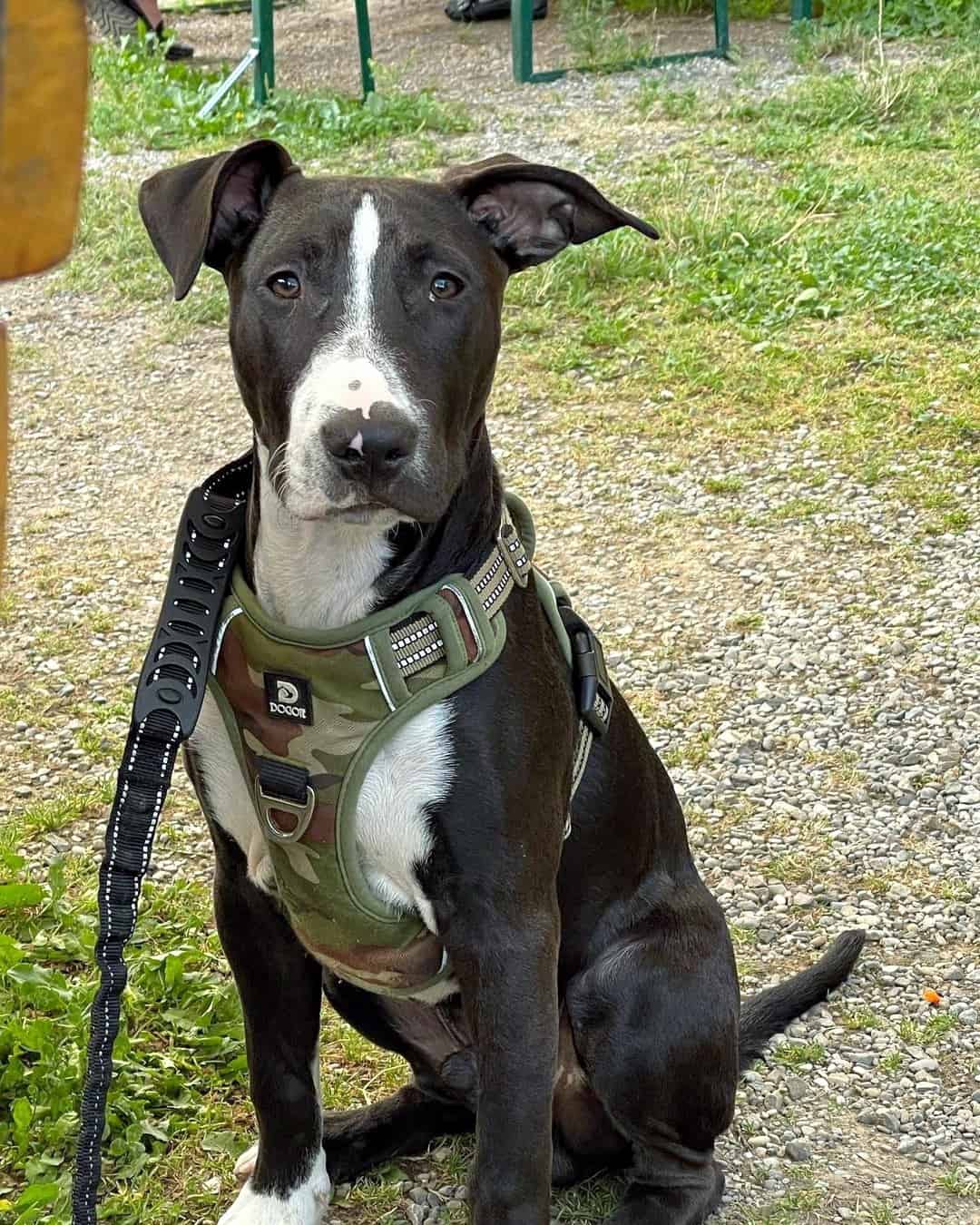 36 Bull Terrier Mixes You'll Want to Bring Home