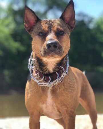 Belgian Malinois Mixes: 22 Unique Crossbreeds (With Pictures)