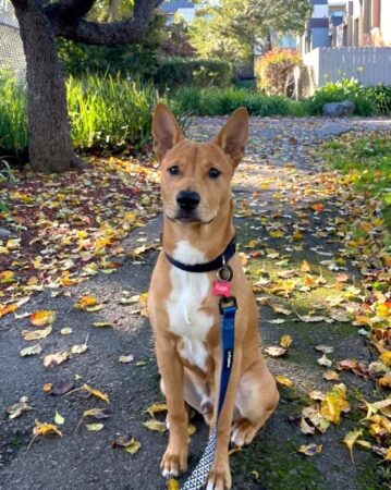 Shiba Inu Mixes: 20 Different Shiba Crossbreeds