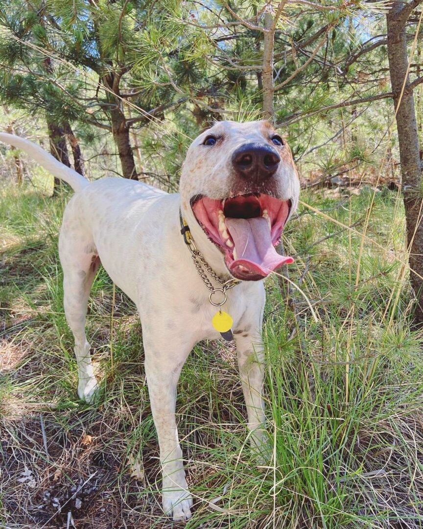 36 Bull Terrier Mixes You'll Want to Bring Home
