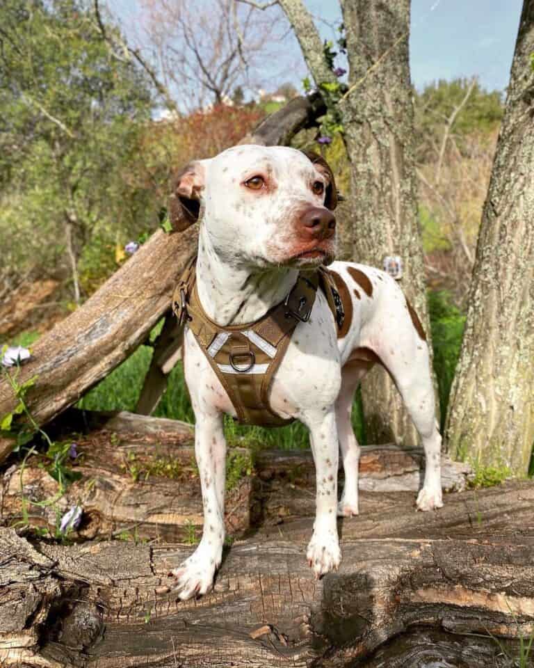 62 Pitbull Mixes That Will Make Your Day (With Pictures)