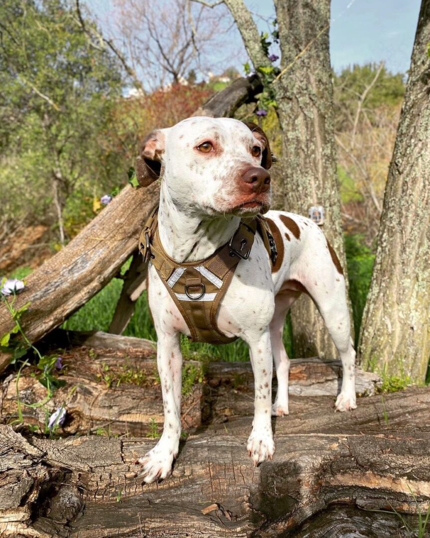 62 Pitbull Mixes That Will Make Your Day (With Pictures)