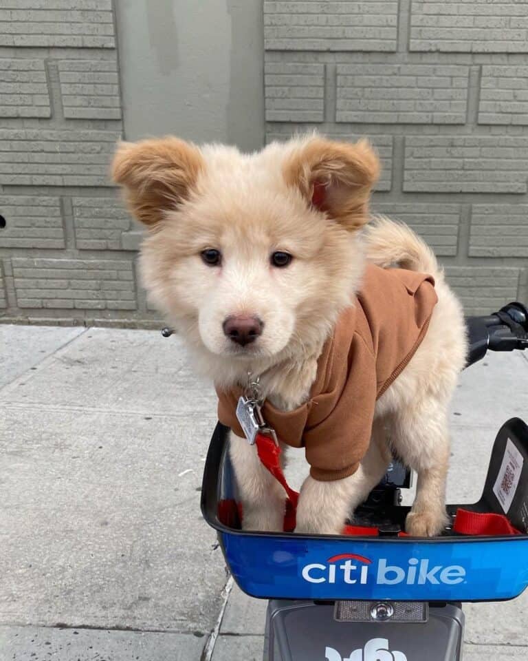 Chow Chow Mixes: 28 Different Chow Hybrids (With Pictures)