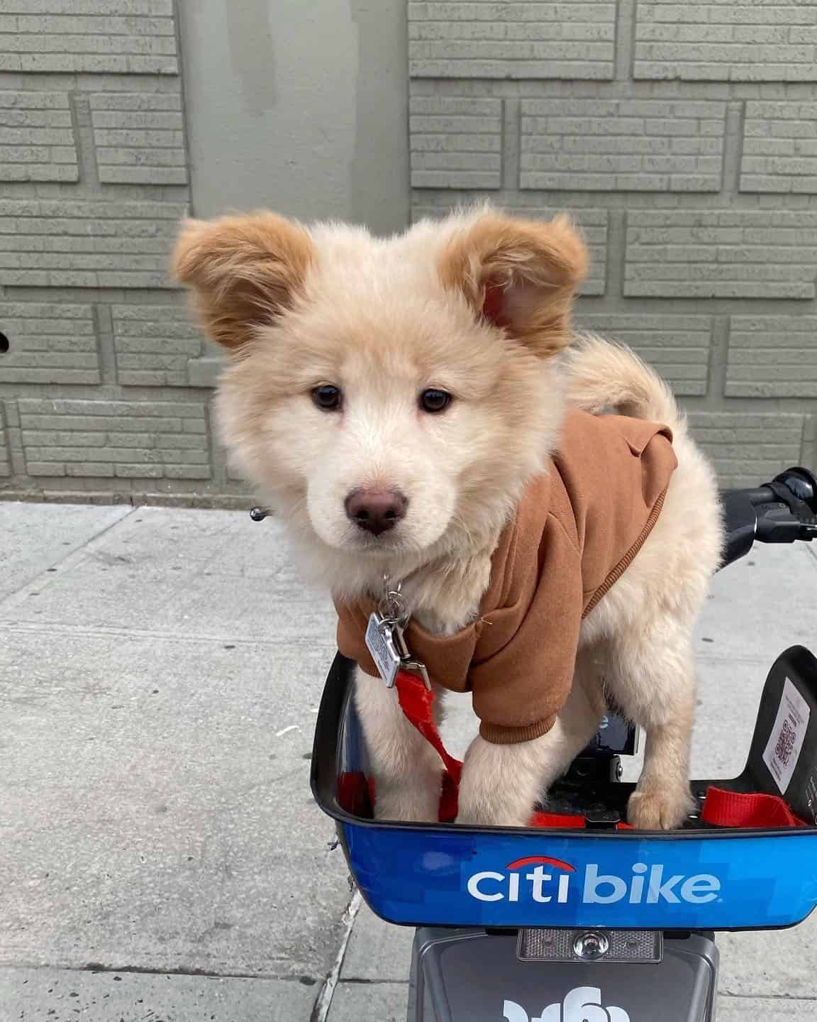 Chow Chow Mixes: 28 Different Chow Hybrids (With Pictures)