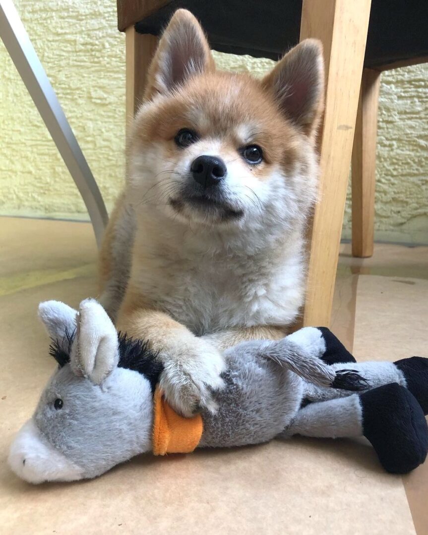 Akita Mixes: 38 Unique Akita Crossbreeds (With Pictures)