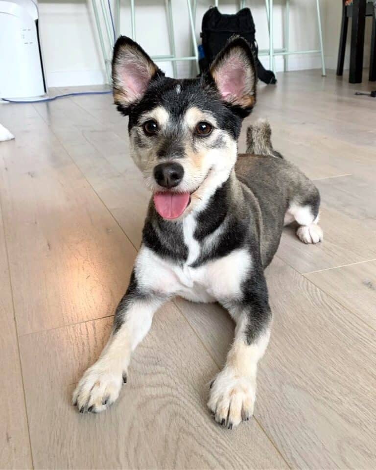 Shiba Inu Mixes: 20 Different Shiba Crossbreeds