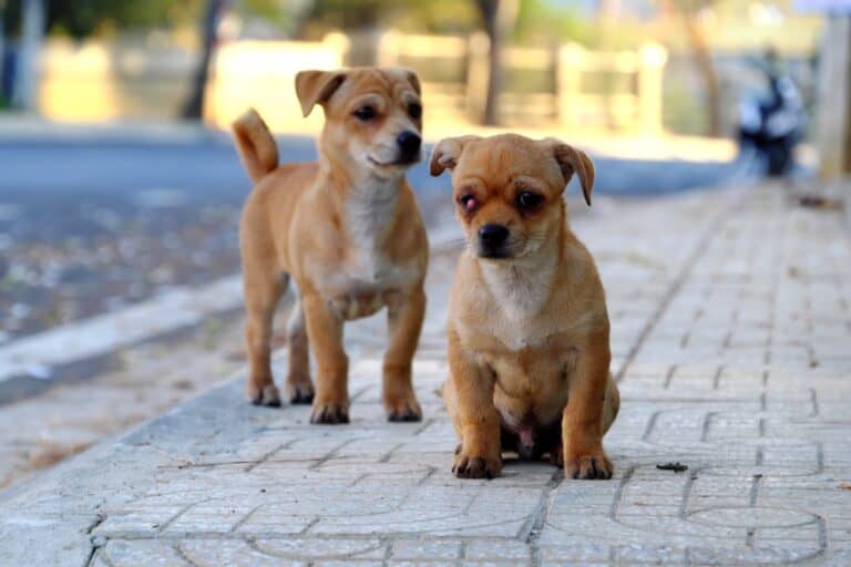 Dog Eye Stye: Causes, Symptoms & Treatments (With FAQs)