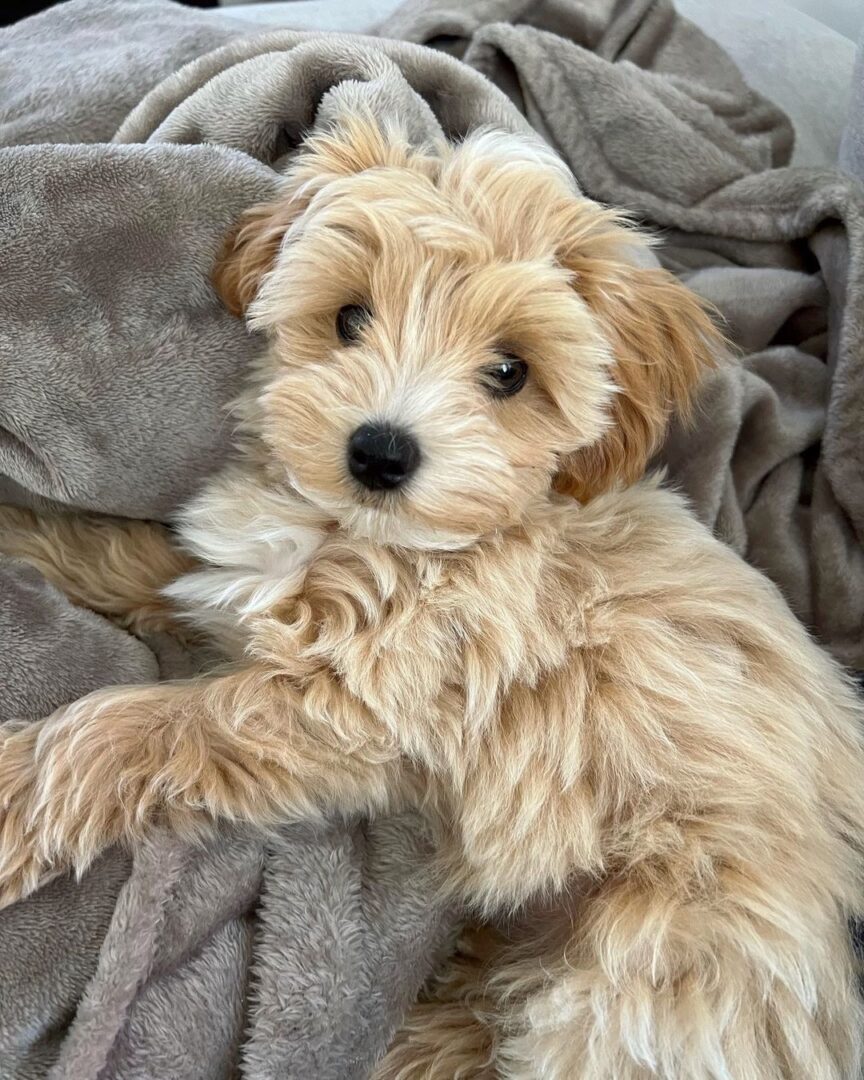 Havanese Mixes: 30 Cutest Havanese Hybrids