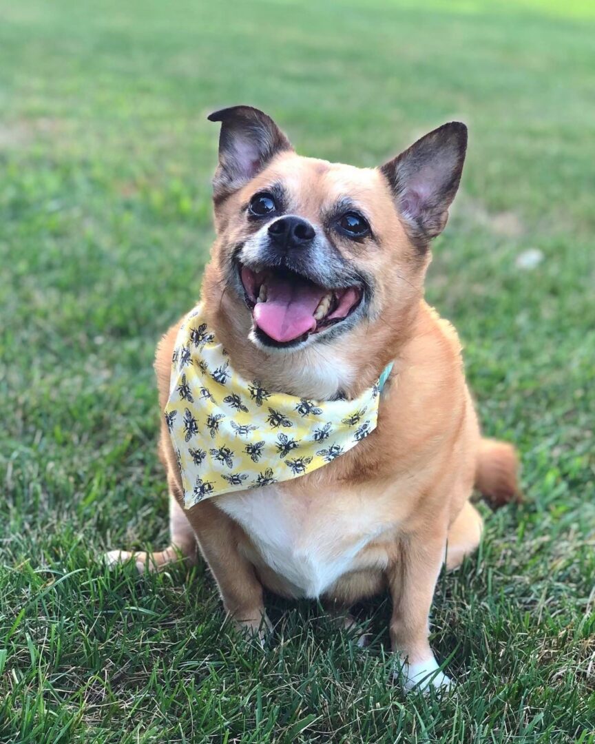 64 Cutest Corgi Mixes You'll Want to Adopt (With Pictures)