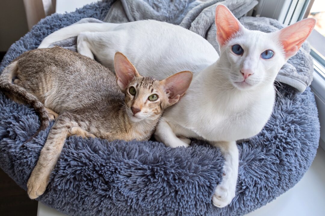 Long Faced Cats: What Cat Breed Has a Long Face?