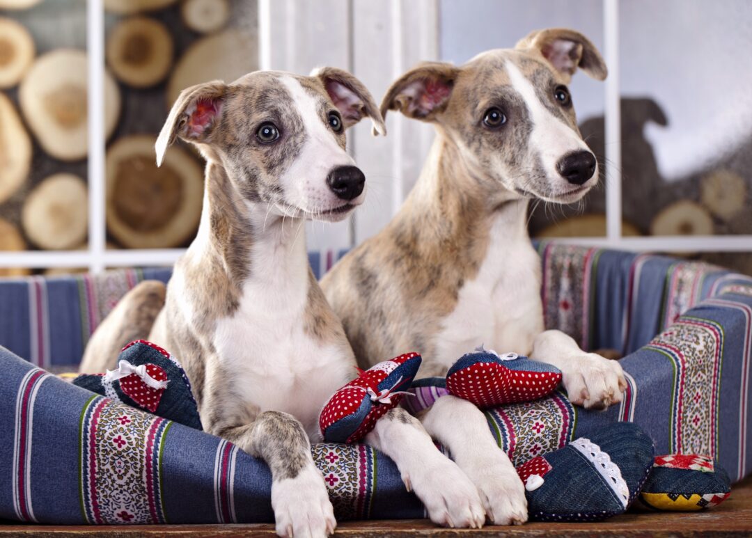 Miniature Whippet: A Complete Guide to the Mini Whippet