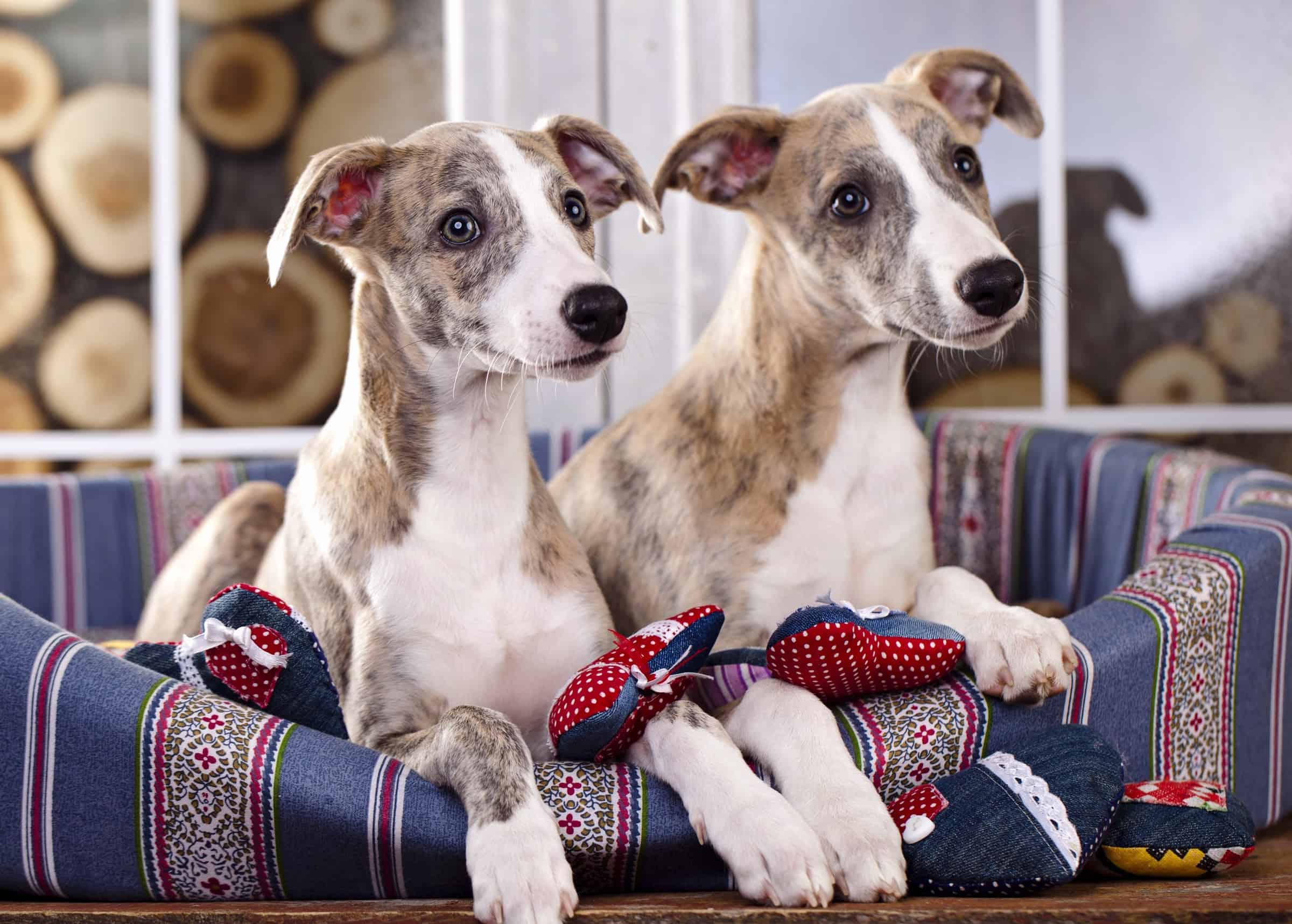 Miniature Whippet: A Complete Guide to the Mini Whippet
