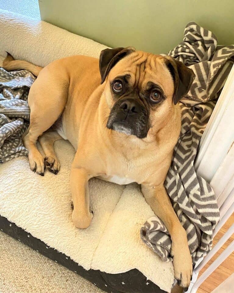 50 Wonderful Boxer Mixes That Will Surely Brighten Your Day!