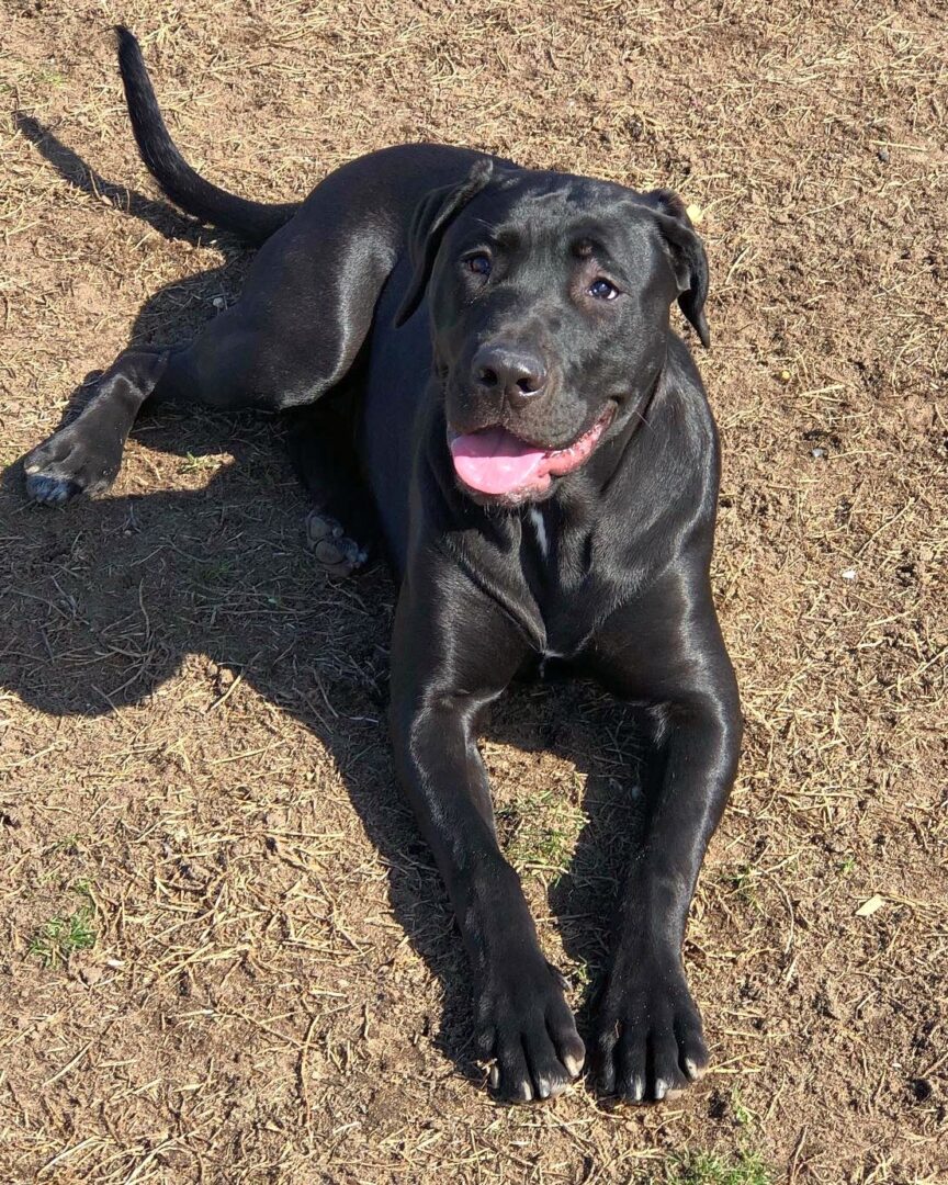 Cane Corso Mixes: 21 Unusual Crossbreeds