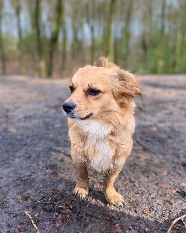 Havanese Mixes: 30 Cutest Havanese Hybrids