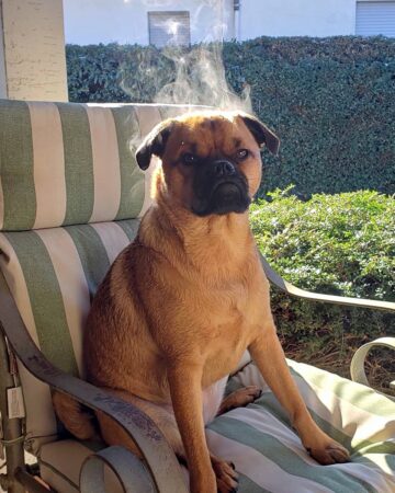 Rottweiler Mixes: 41 Best Rottie Crossbreeds (With Pictures)