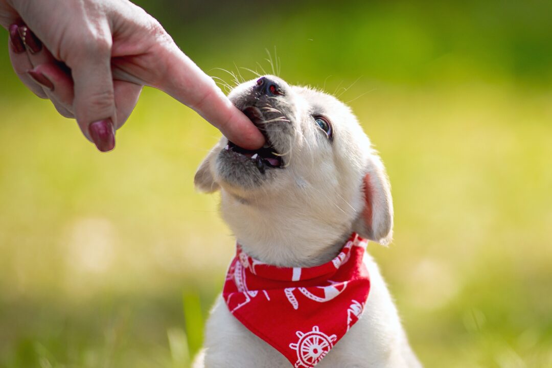 Dog Cobbing: 15 Reasons Behind the Behavior & What to Do