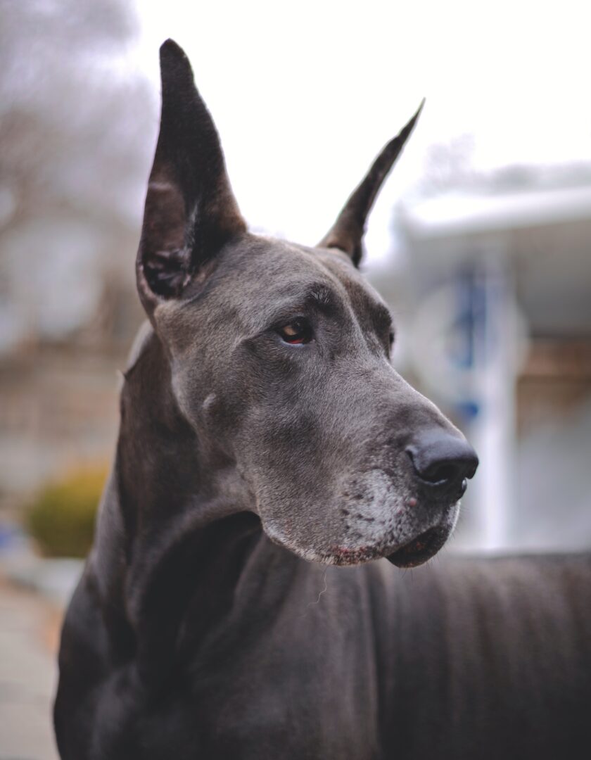 Great Dane Ear Cropping: Everything You Need to Know