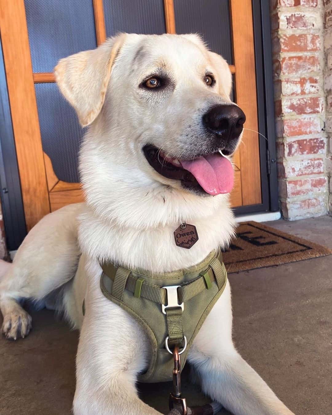 27 Beautiful Great Pyrenees Mixes (With Pictures) - Bubbly Pet