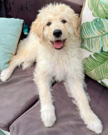 27 Beautiful Great Pyrenees Mixes (With Pictures) - Bubbly Pet