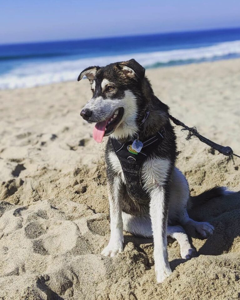 Siberian Husky Mixes: 40 Husky Crossbreeds (With Pictures)