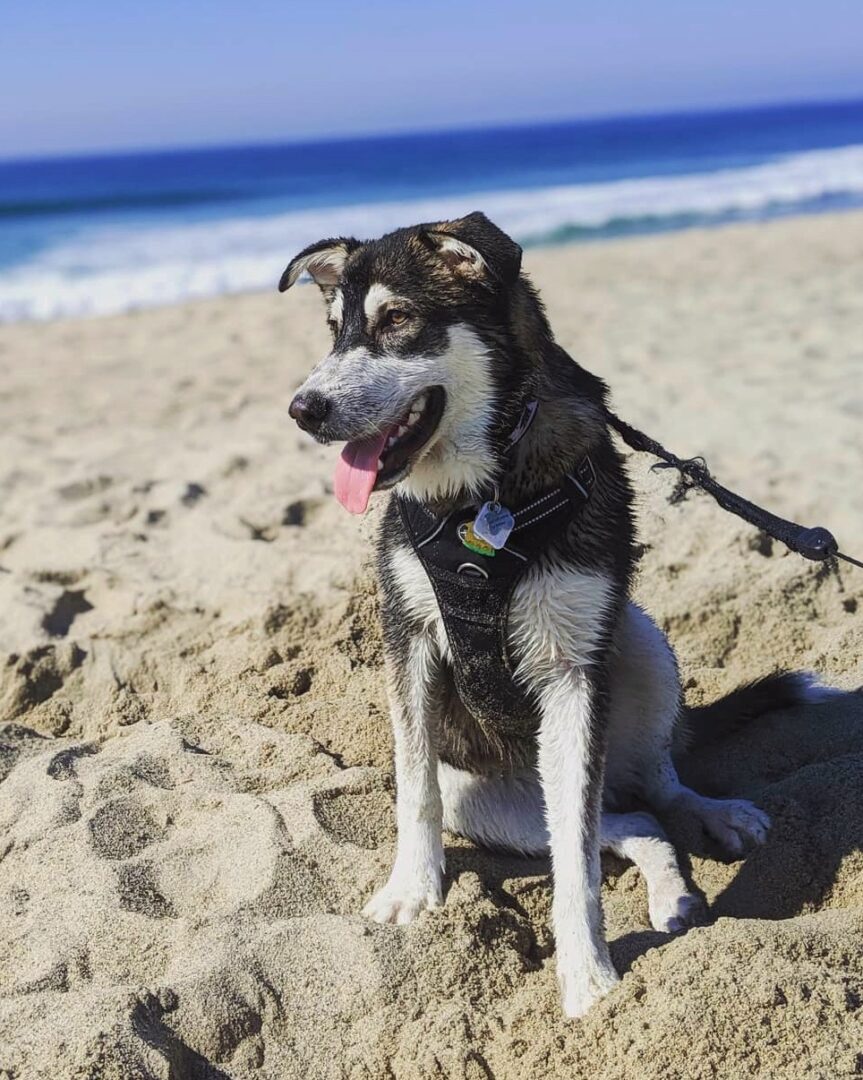 Siberian Husky Mixes: 40 Husky Crossbreeds (With Pictures)